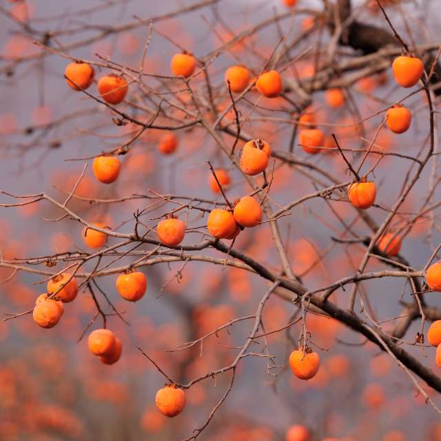American Persimmon - Little Tree Farm