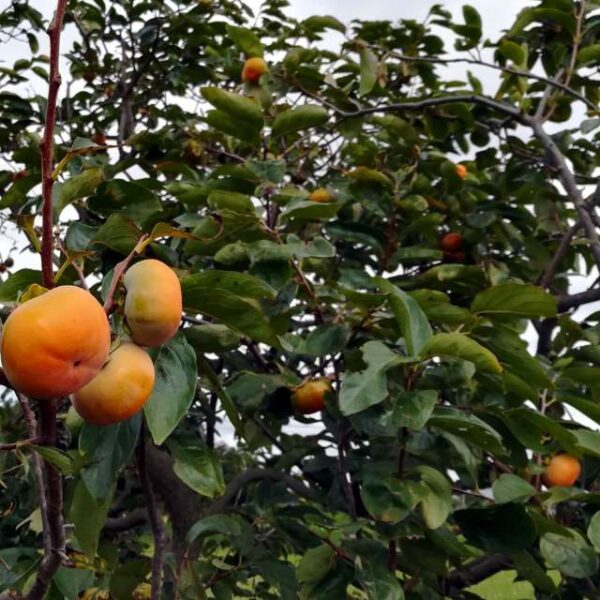 American Persimmon - Little Tree Farm