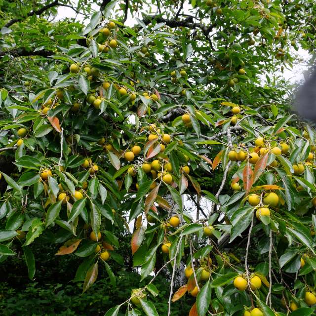 American Persimmon - Little Tree Farm