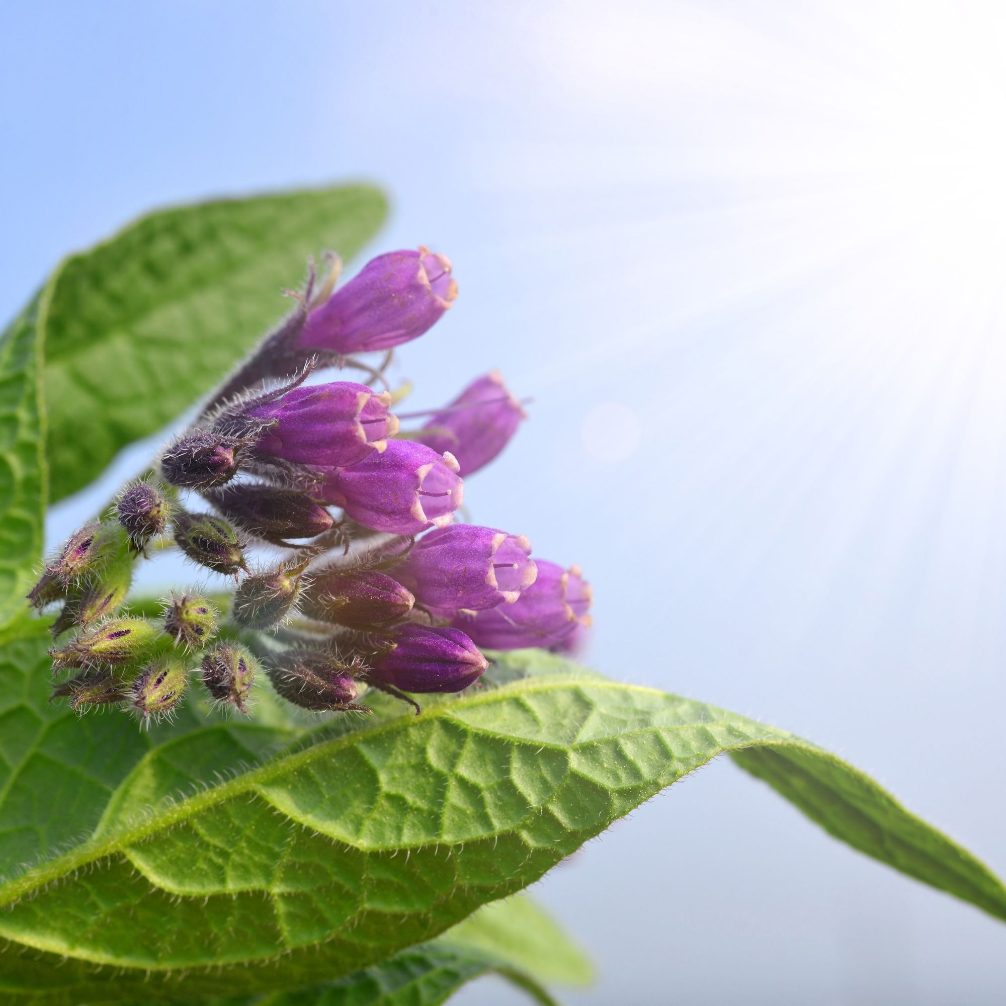 Comfrey Root Cuttings - Little Tree Farm
