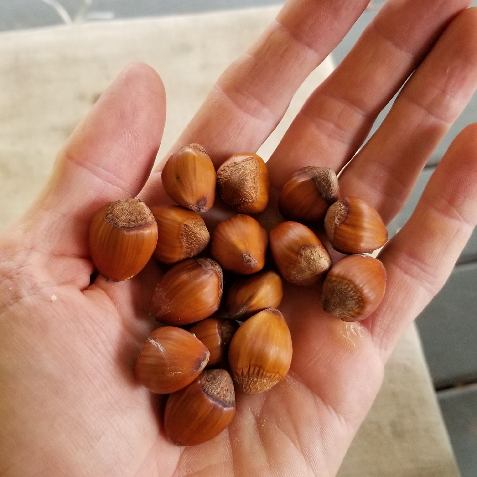 Growing Hazelnuts: A Comprehensive Guide to Cultivating Nut Trees ...