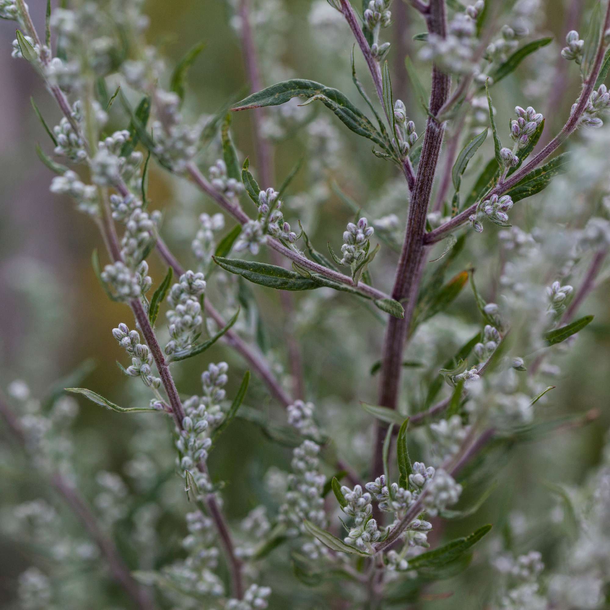 Mugwort Seeds (Artemisia vulgaris) - Little Tree Farm