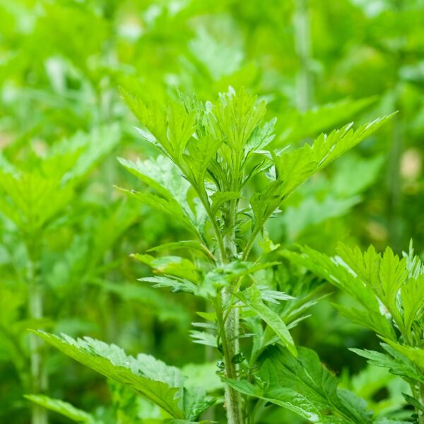 Mugwort Seeds (Artemisia vulgaris) - Little Tree Farm