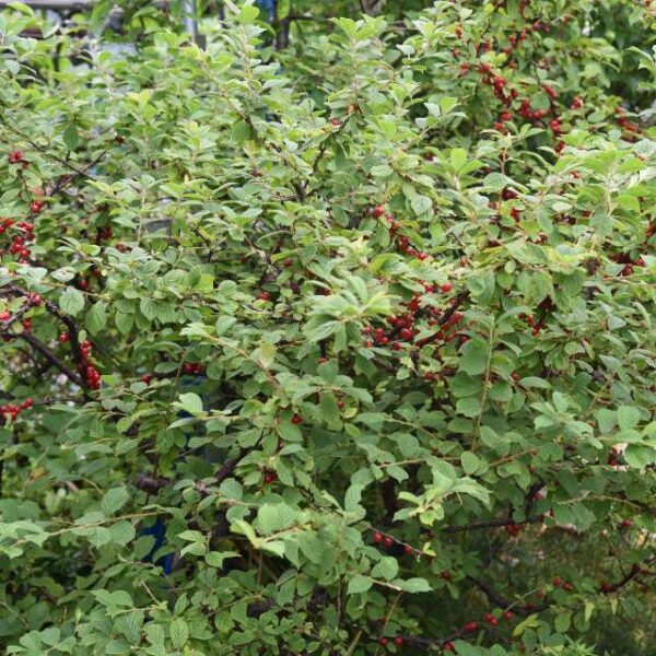 Nanking Cherry - Little Tree Farm