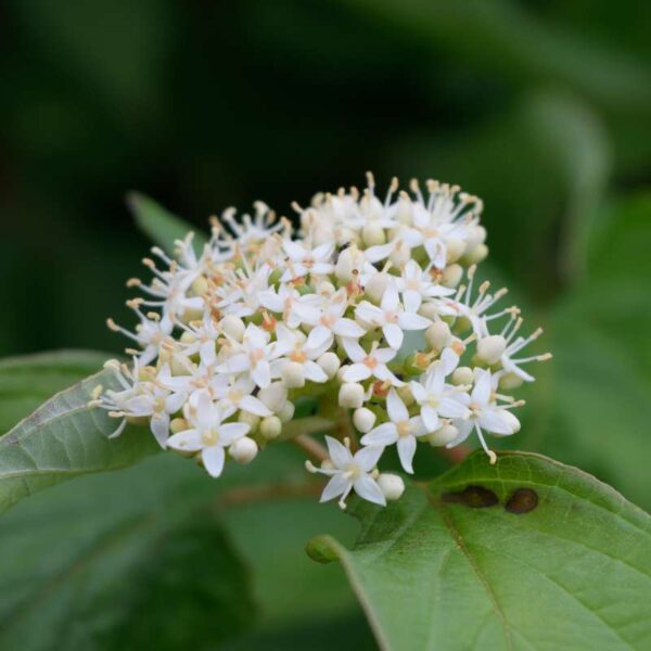 Red Osier Dogwood - Little Tree Farm