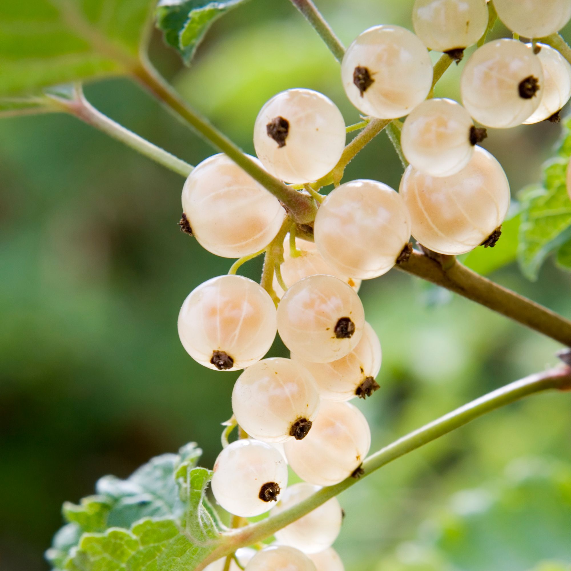 White Currant Bushes - Little Tree Farm