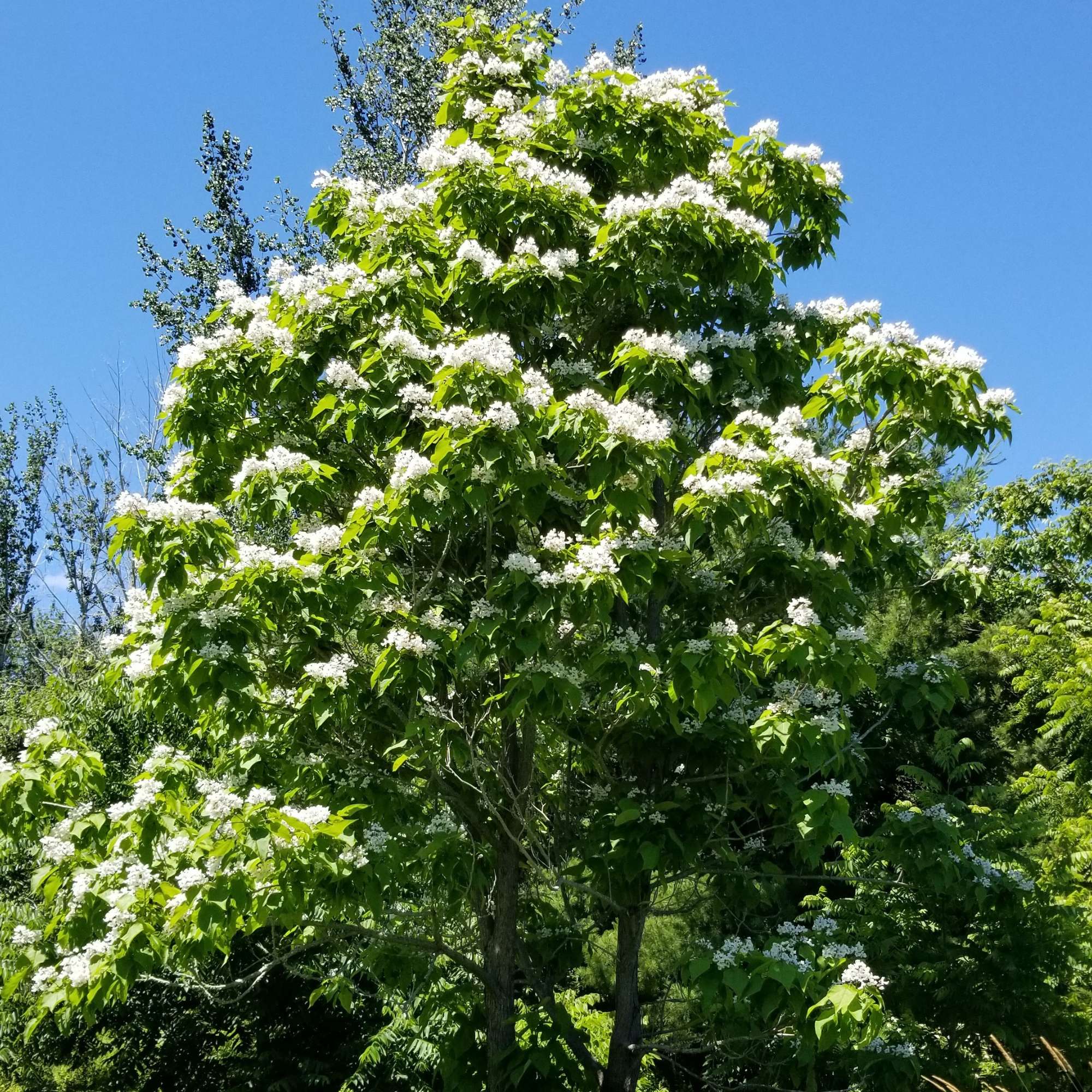 Catalpa - Little Tree Farm