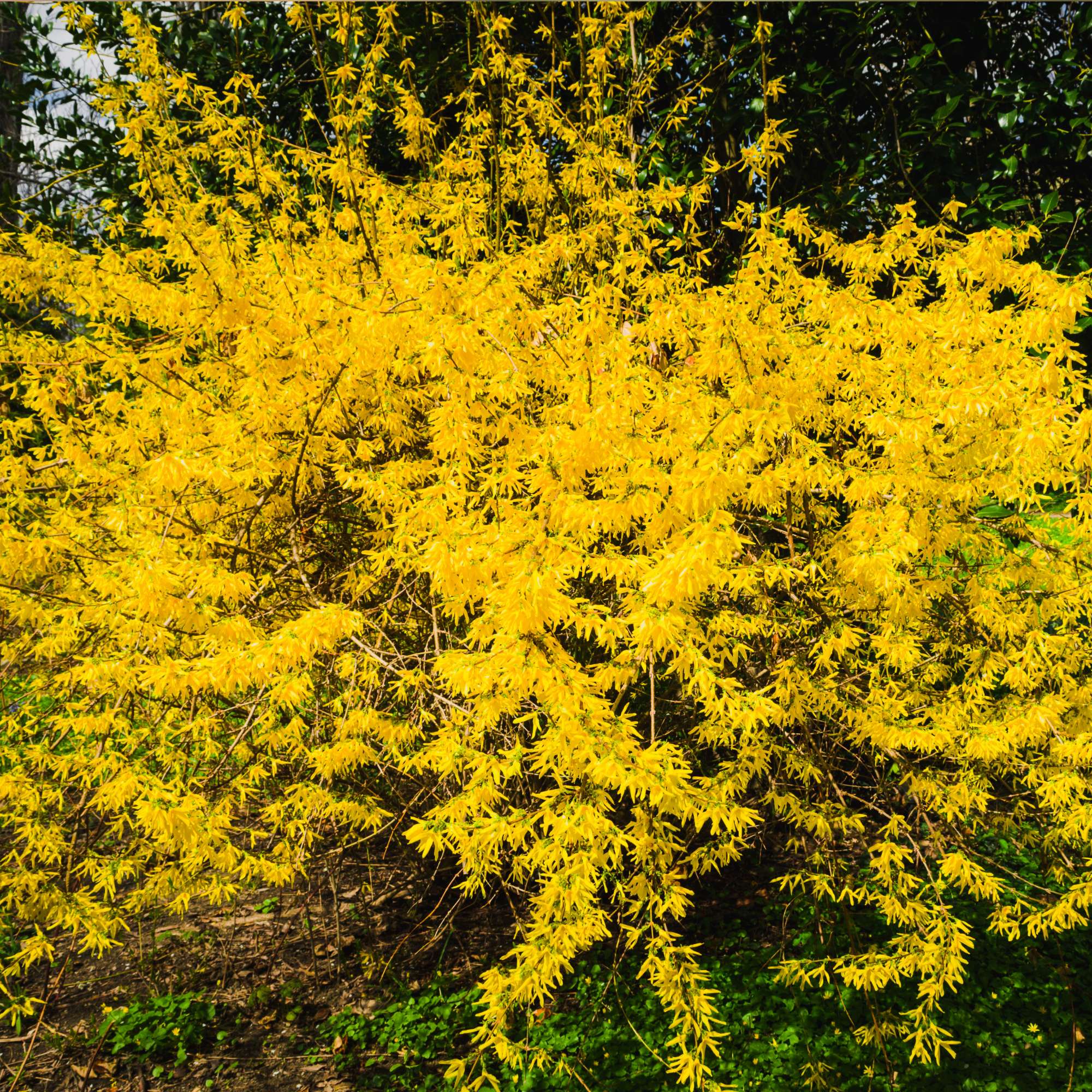 Forsythia - Little Tree Farm