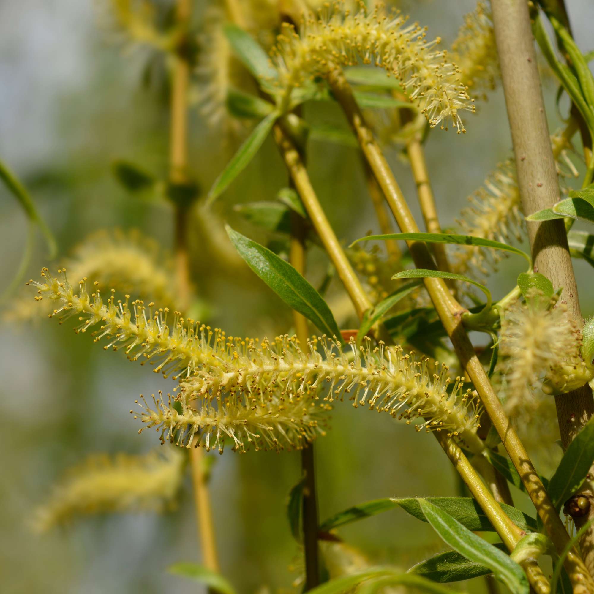 Golden Willow - Little Tree Farm