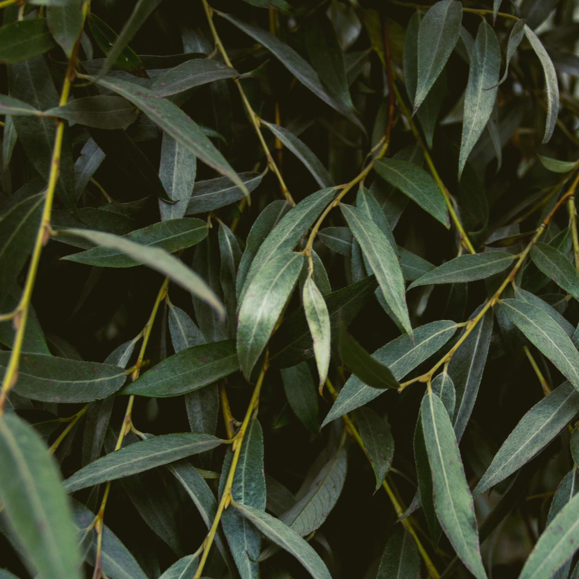 Golden Willow - Little Tree Farm