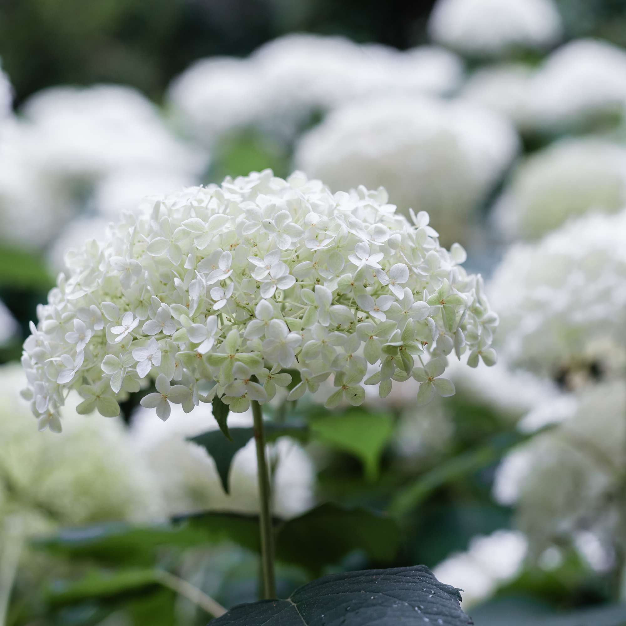 Smooth Hydrangea - Little Tree Farm