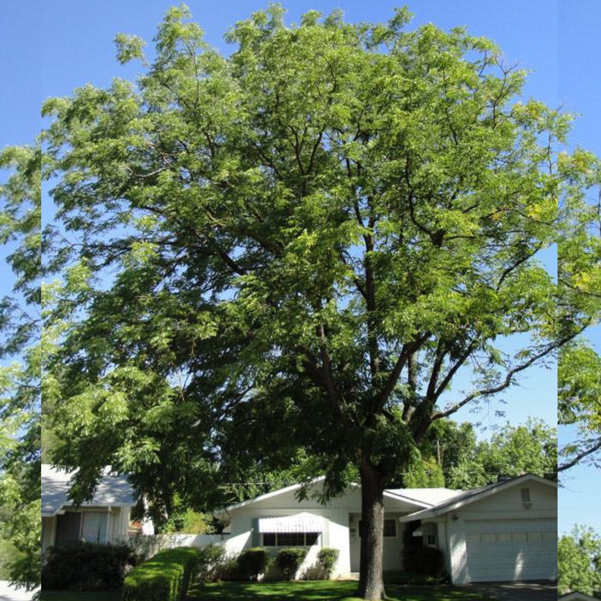 Kentucky Coffee Tree - Little Tree Farm
