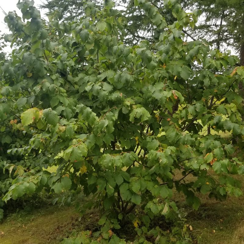 What Does a Hazelnut Tree Look Like - Little Tree Farm