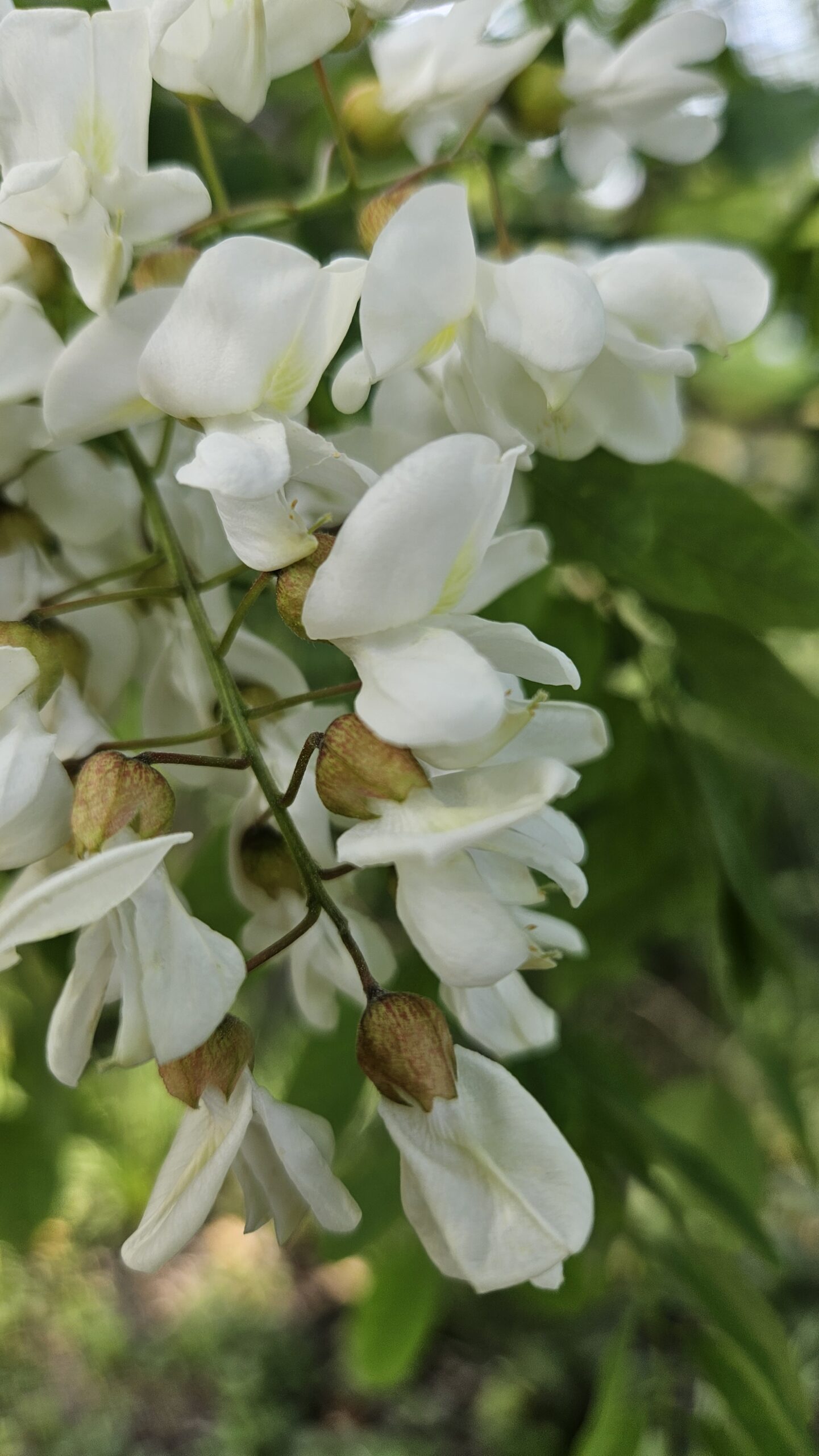 Black Locust Tree for Sale – Hardy, Fast-Growing, Nitrogen-Fixing