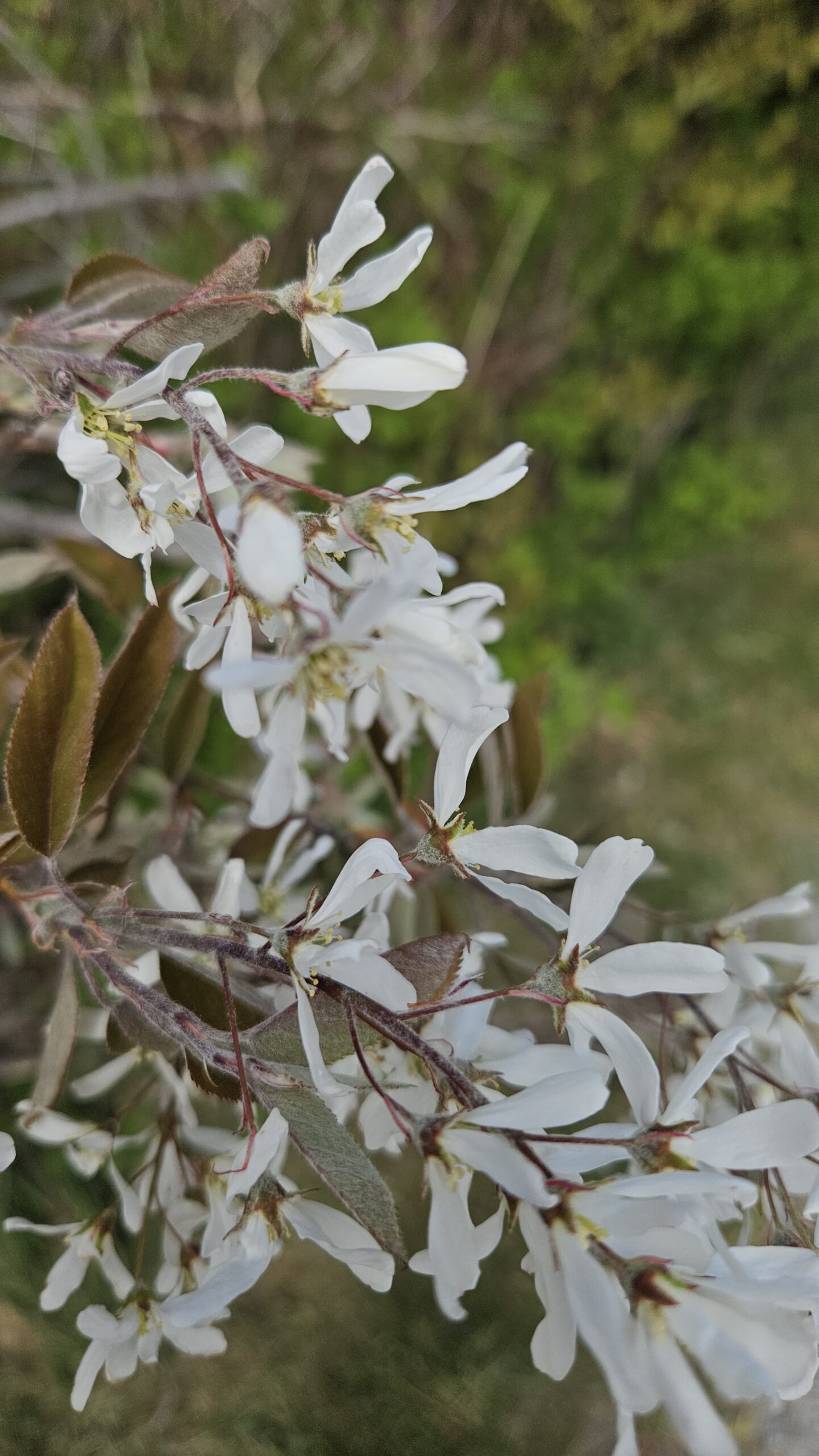 Saskatoon Serviceberry Tree for Sale