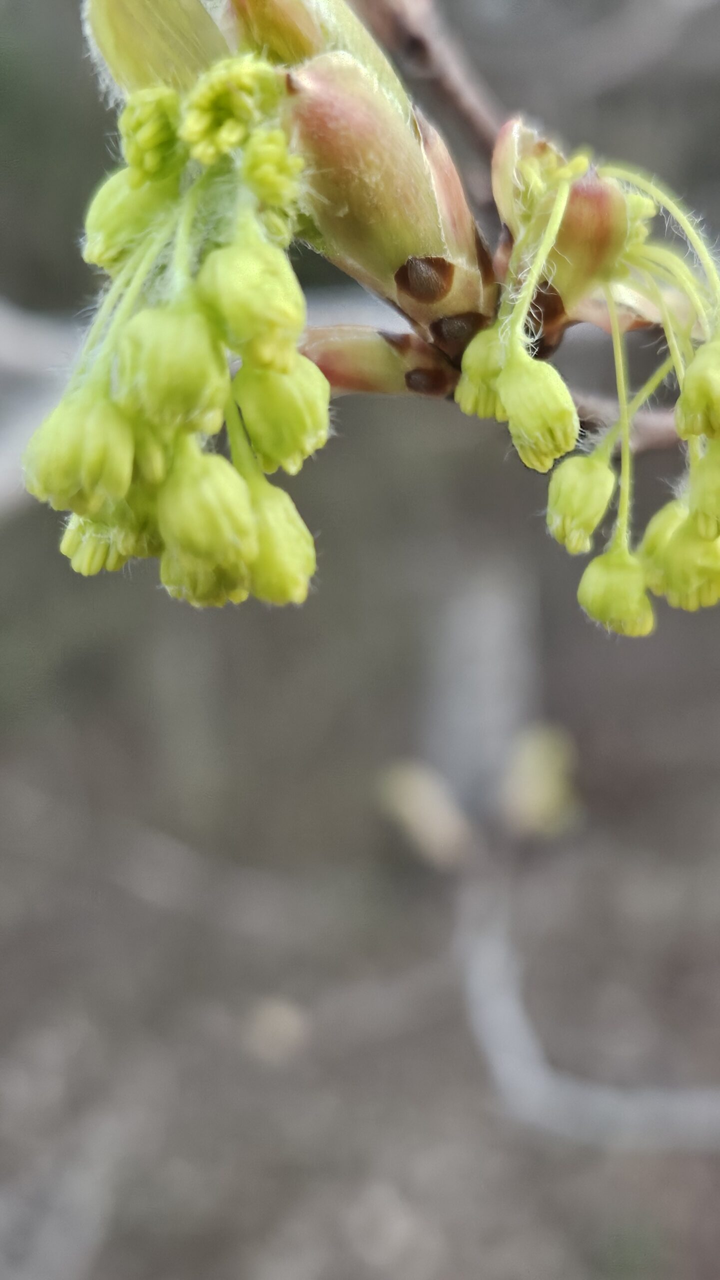 Sugar Maple - Little Tree Farm